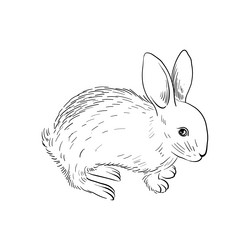 Rabbit isolated hand drawing Royalty Free Vector Image