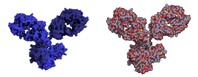 Monoclonal Antibody Vector Images (46)