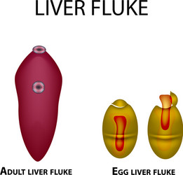 Structure of the liver fluke infographics Vector Image
