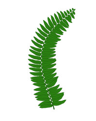 Fern Royalty Free Vector Image - VectorStock