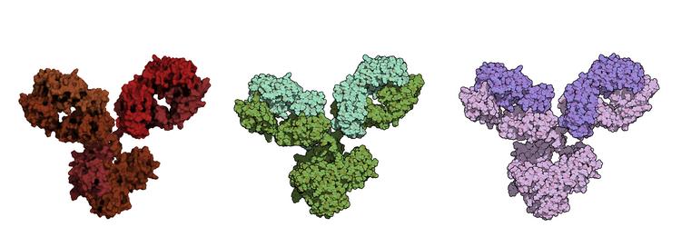 Monoclonal Antibody Vector Images (46)