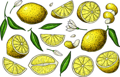 Lemon drawing summer fruit artistic Royalty Free Vector