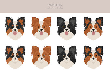 Papillon clipart different poses coat colors set Vector Image