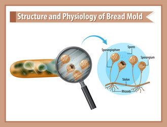 Structure and physiology of bread mold Royalty Free Vector