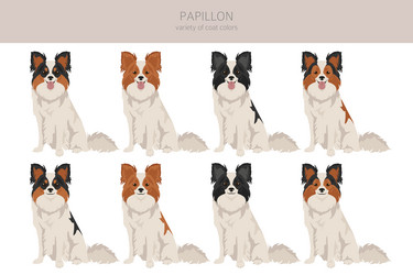 Papillon clipart different poses coat colors set Vector Image