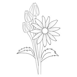 Drawing black-eyed susan flower black and white Vector Image