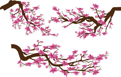 Japanese Cloud Sakura Vector Images (over 2,000)