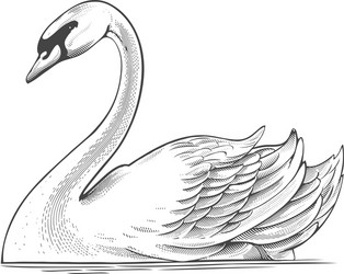 Swan Vector Images (over 14,000)