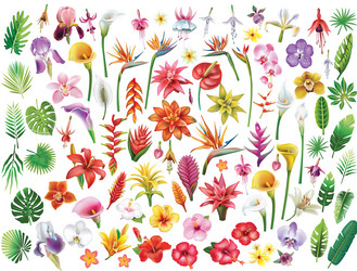 Frame from tropical plants and exotic flowers Vector Image