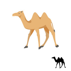 Cartoon funny camel running Royalty Free Vector Image