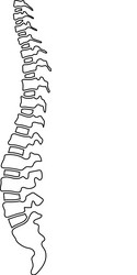 Human spine simple anatomical vertebral model and Vector Image