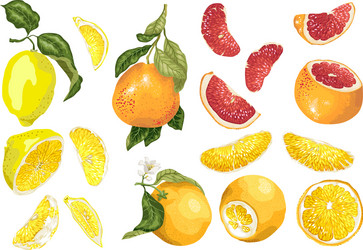 Citrus Vector Images (over 100,000)