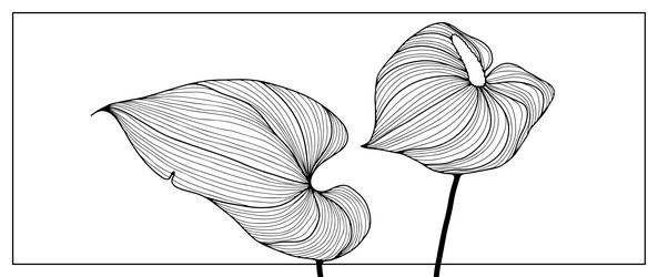 Black and white of a lily flower Royalty Free Vector Image
