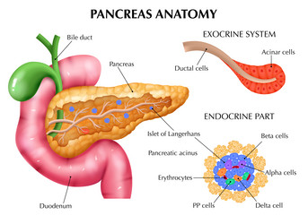 Pancreas Diagram For Kids