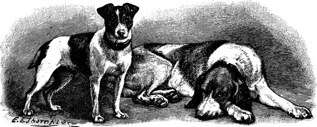 Fox Hound Vector Images (over 550)