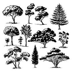 Oak Tree Engraving Vector Images (over 600)