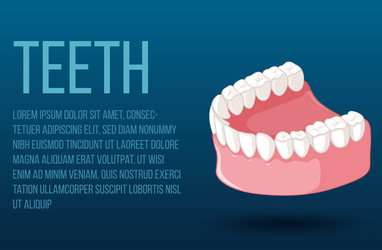 Human teeth infographic Royalty Free Vector Image