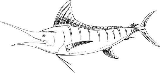 Diagram showing parts of atlantic blue marlin Vector Image