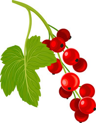 Red currants with green leaves sweet small Vector Image