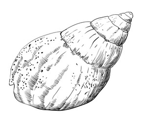 Seashell Cut Out Vector Images (over 340)