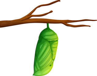 Cartoon pupa of the butterfly Royalty Free Vector Image