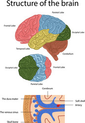 Brain Human Schematic Vector Images (over 100)