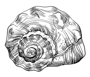 Seashell Cut Out Vector Images (over 340)