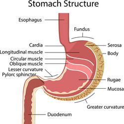 Stomach Human Fundus Vector Images (25)
