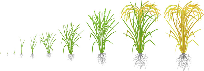 Circular life cycle of rice growth stages Vector Image