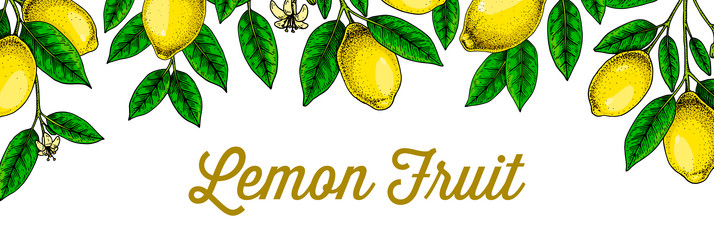 Vertical lemon background hand drawn colorful Vector Image