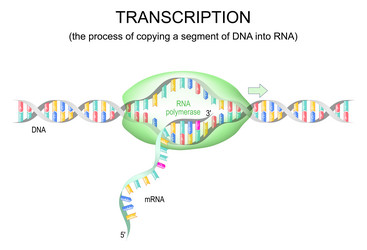 Dna replication protein synthesis transcription Vector Image
