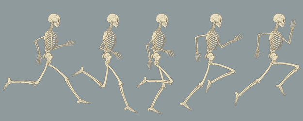 Running cycle human skeleton drawing Royalty Free Vector