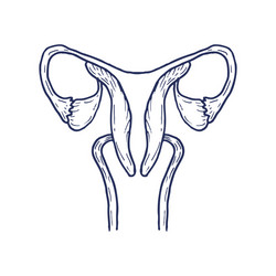 Cervix Vector Images (over 3,000)