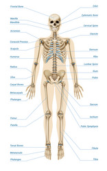 Skeletal System Vector Images (over 3,900)