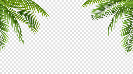 Palm tree leaf isolated white background Vector Image