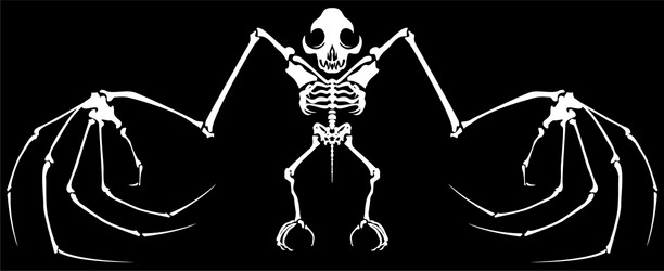 Bat Royalty Free Vector Image - VectorStock