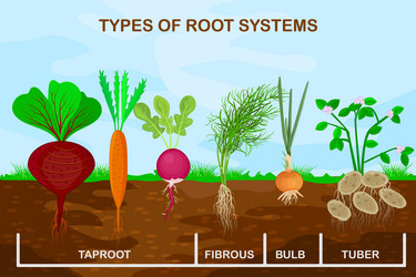 Types of root systems plants Royalty Free Vector Image