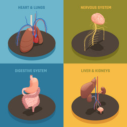 Human organs isometric flowchart Royalty Free Vector Image