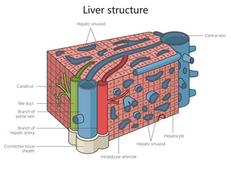 Hepatocyte cell structure diagram medical science Vector Image