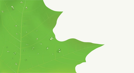 White Maple Leaf Vector Images (over 66,000)