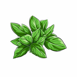 Basil hand-drawn doodle style cartoon Royalty Free Vector