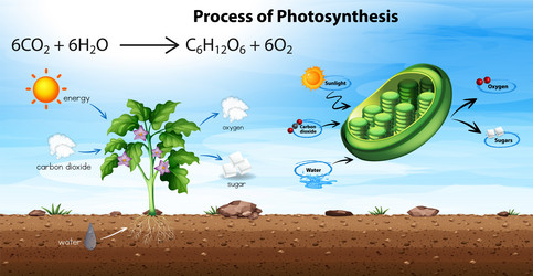 Process of photosynthesis diagram Royalty Free Vector Image