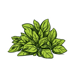 Basil hand-drawn doodle style cartoon Royalty Free Vector
