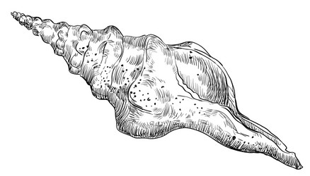 Seashell Cut Out Vector Images (96)