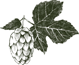 Hand drawn hop plant Royalty Free Vector Image