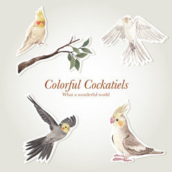 Banner template with cockatiel bird Royalty Free Vector