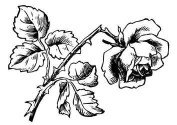 Broken Flower Stem Drawing