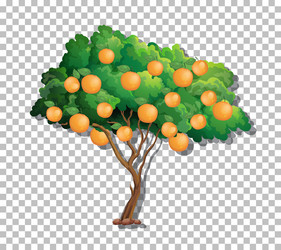 Orange tree on transparent background Royalty Free Vector
