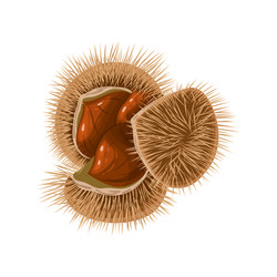 Chestnut autumn brown set cartoon Royalty Free Vector Image