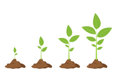 Growing Plant Steps Vector Images (over 840)